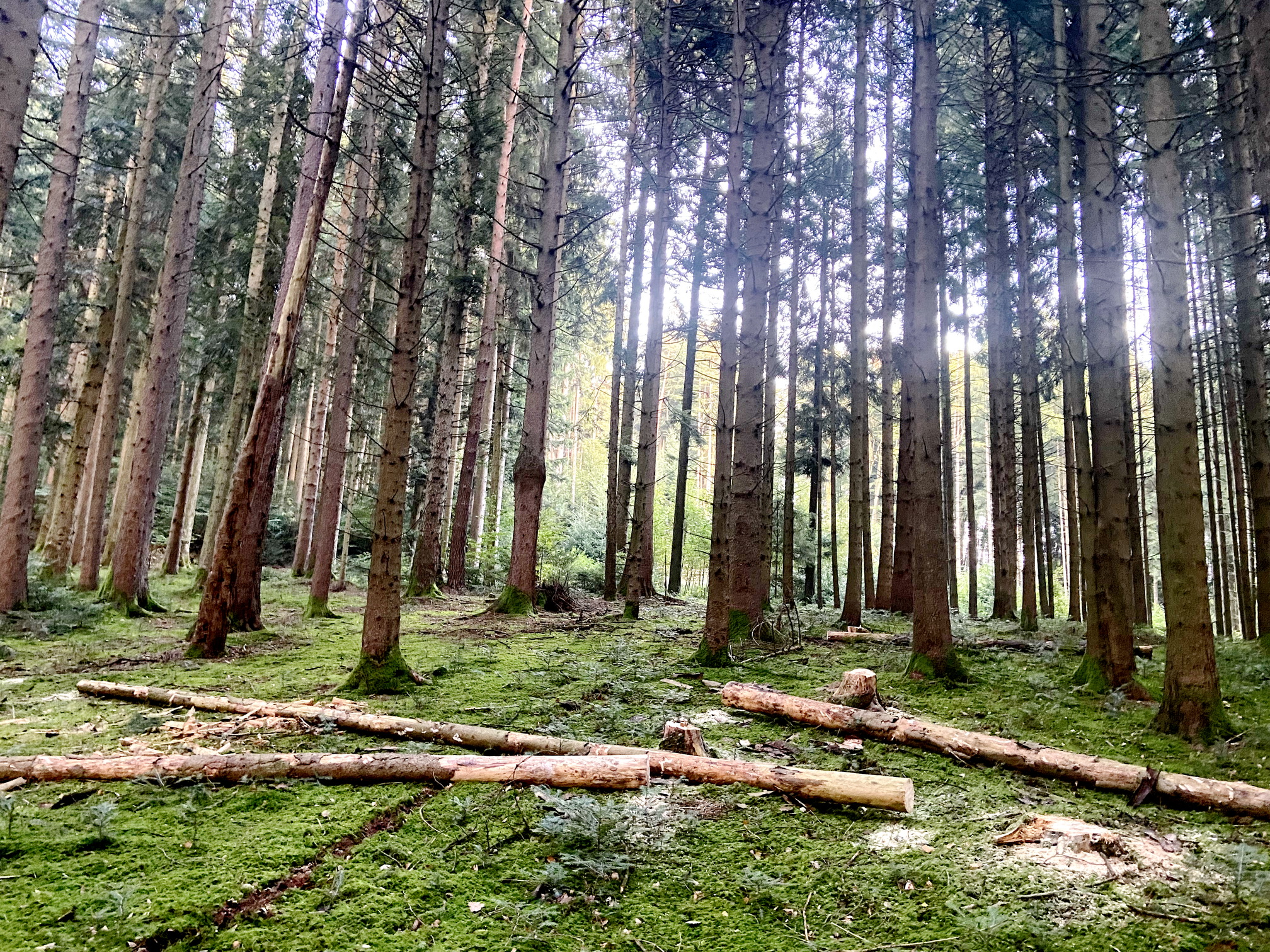 Sorge um Rodungen in Staats- und Privatwäldern – Samerberger Nachrichten