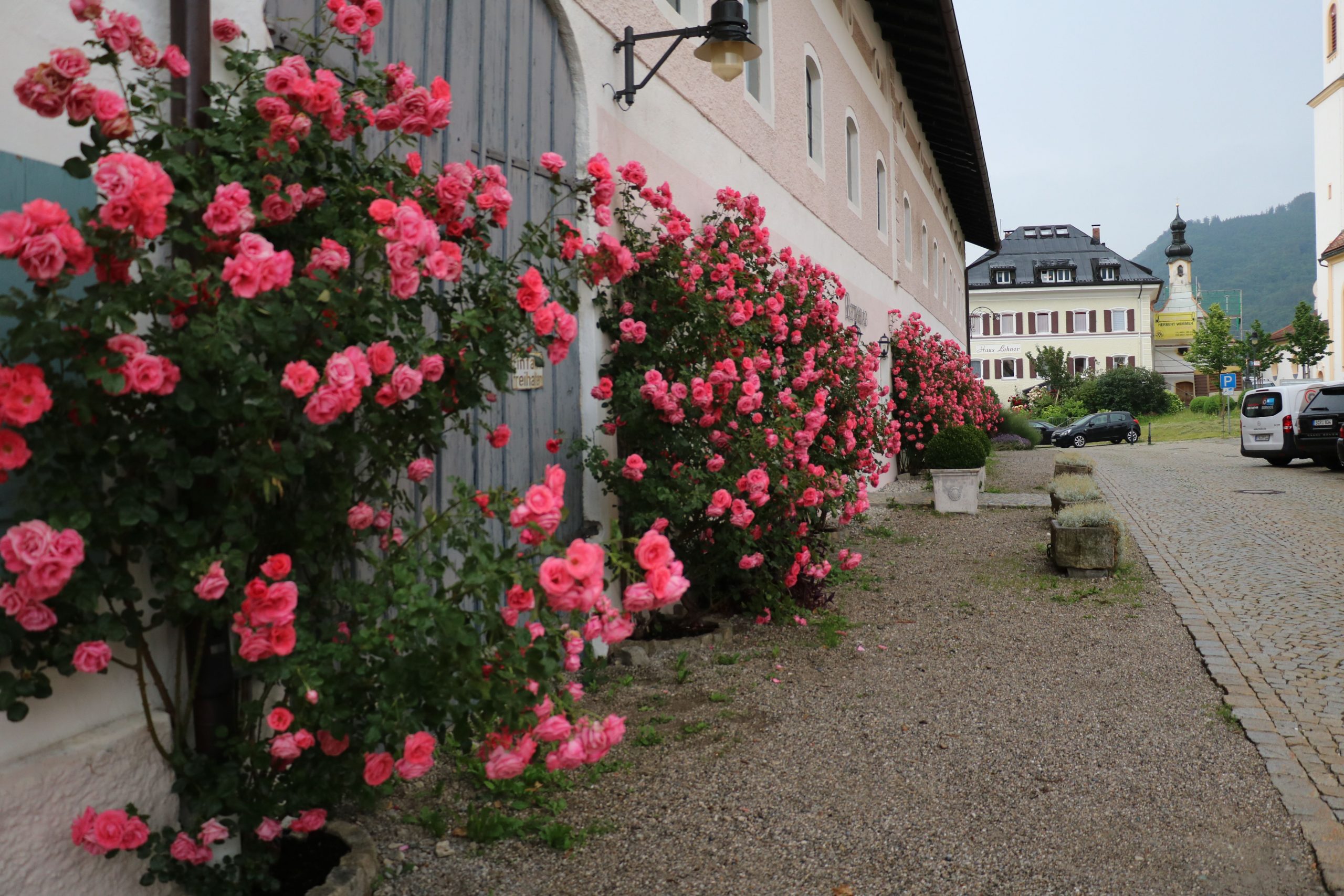 Rosige Ansichten in Aschau i. Chiemgau – Samerberger Nachrichten