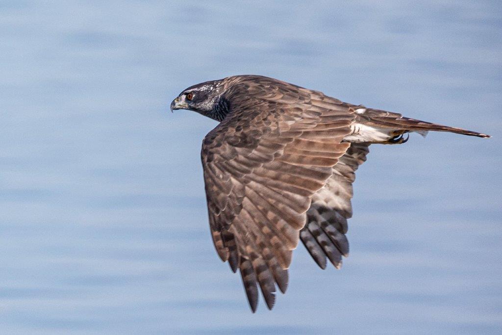 AktNatBeo-200909-ah-07-Habicht_HB – Samerberger Nachrichten