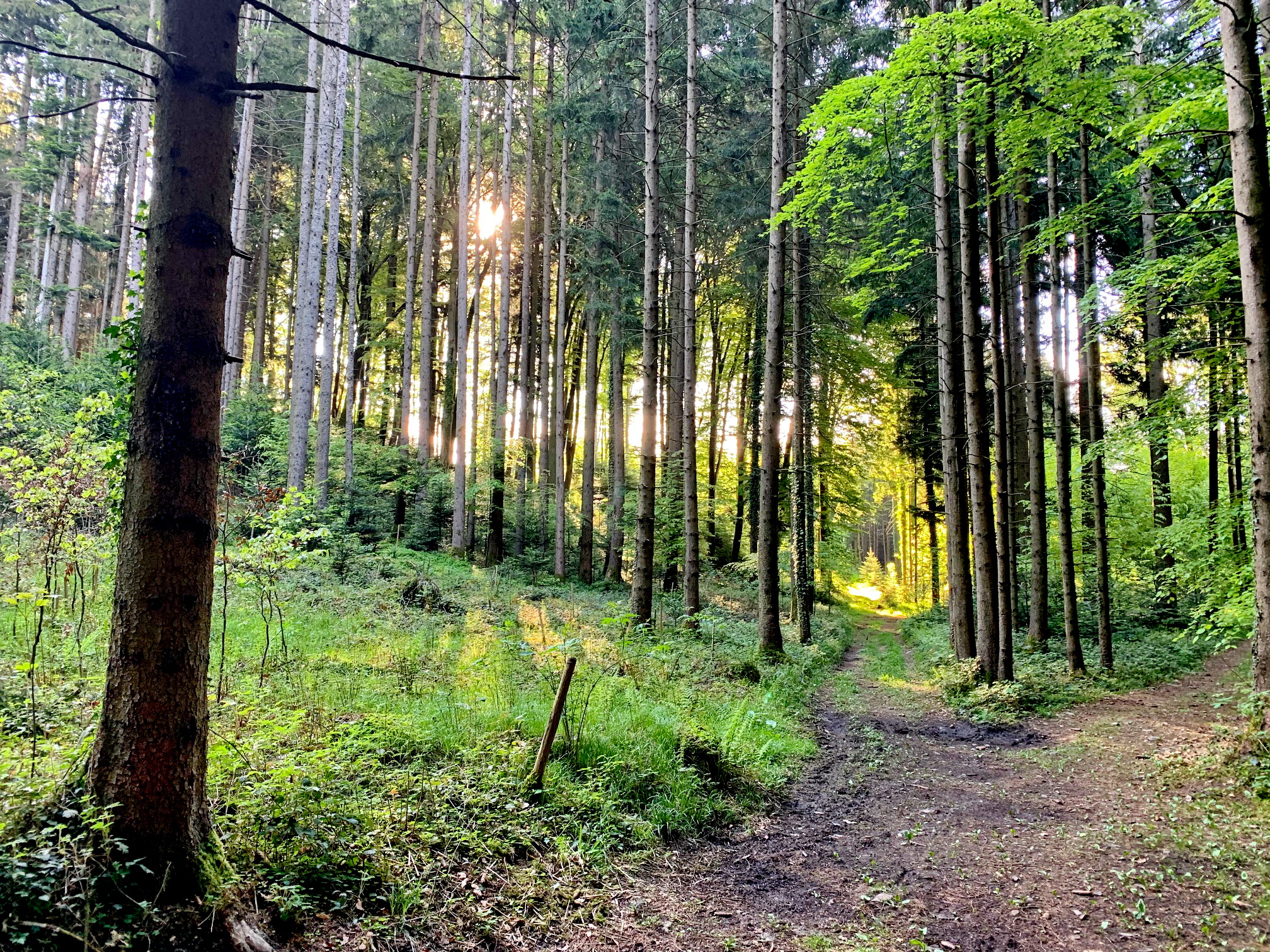 BR-Fernsehen: der Wald in Bayern – Samerberger Nachrichten