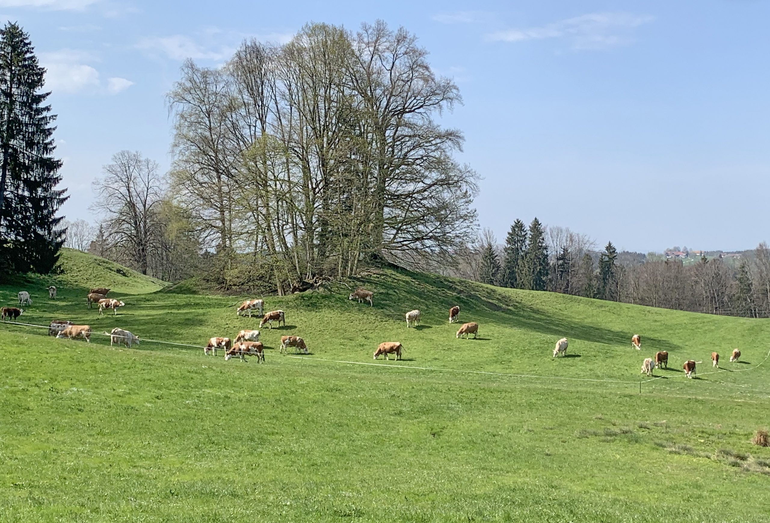 Weidetiere wieder draußen unterwegs – Samerberger Nachrichten