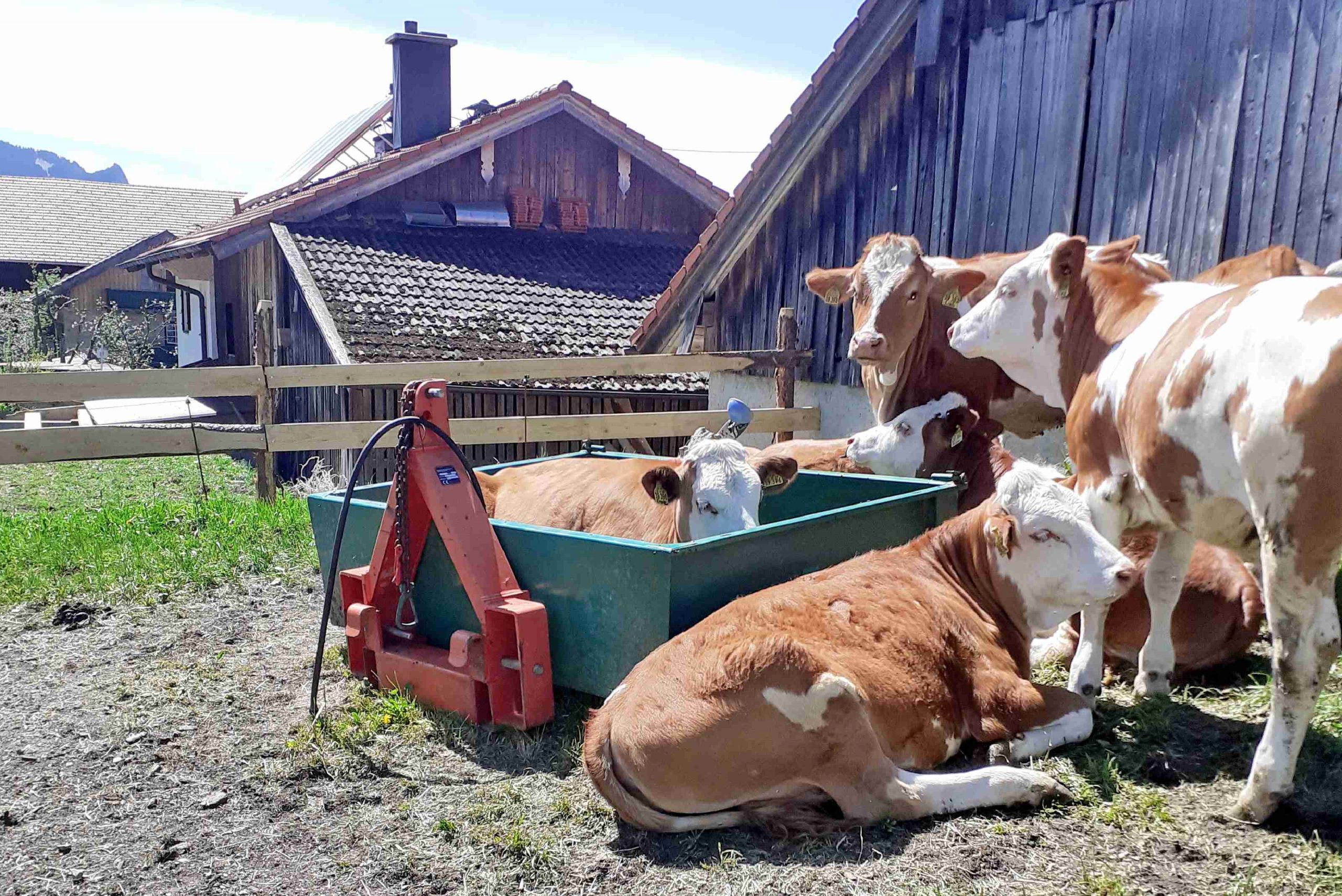 Das bequeme Kalb Emanze vom Estermannhof – Samerberger Nachrichten