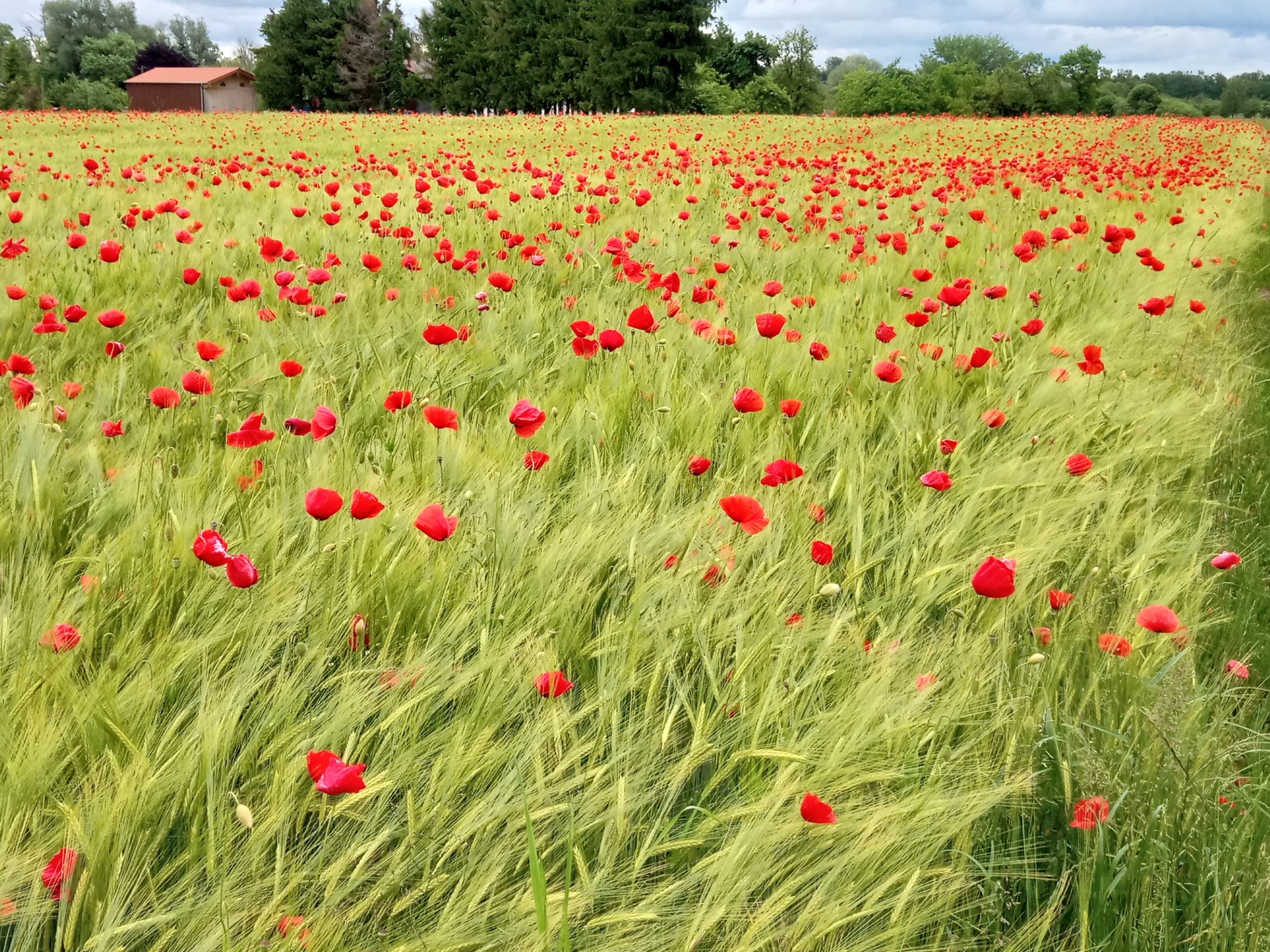 Faszinierend: Mohnblumenfeld in Prien – Samerberger Nachrichten