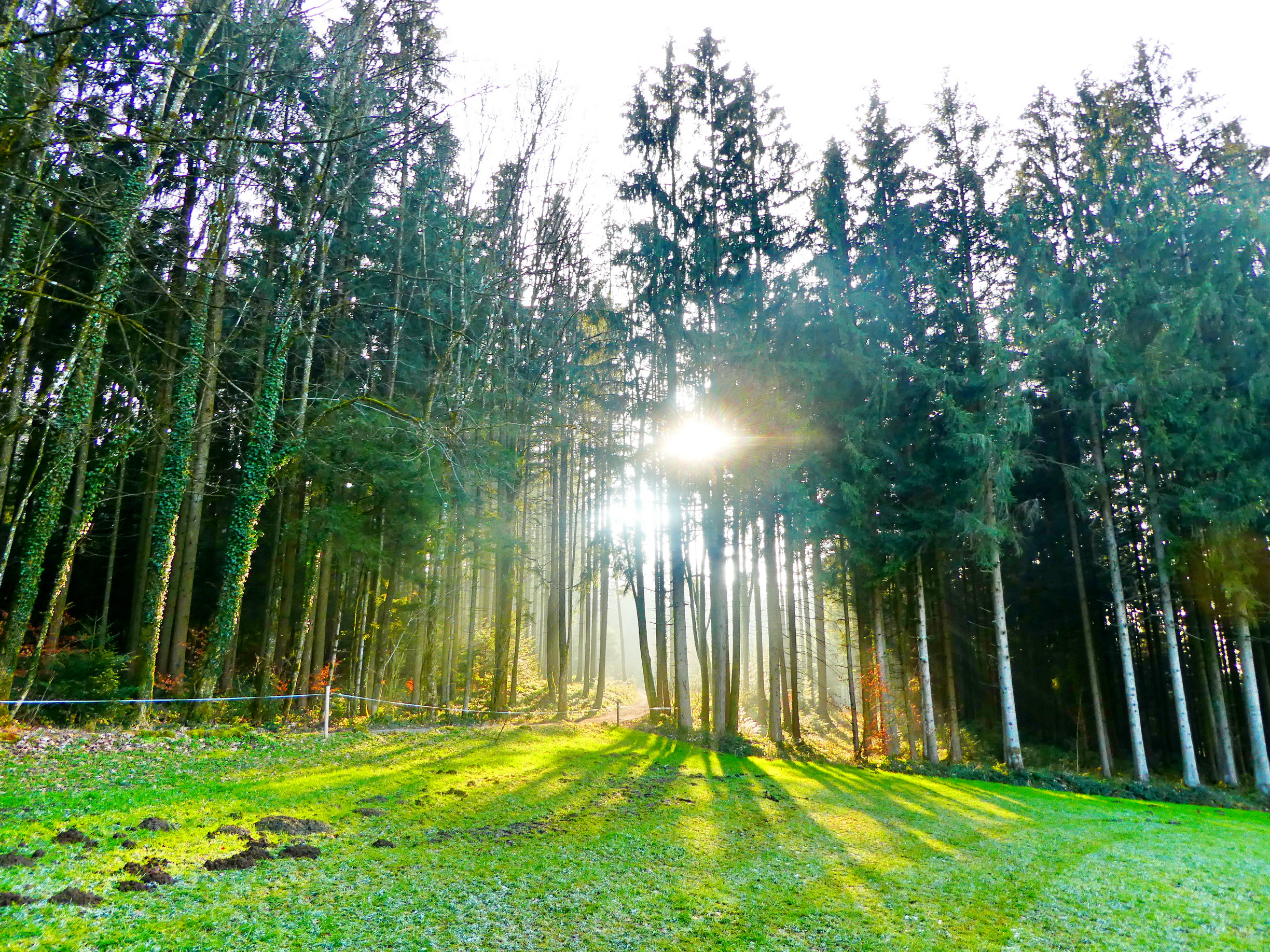 Waldeigentümer informierten zum Rekord-Waldbrandsommer 2022 ...