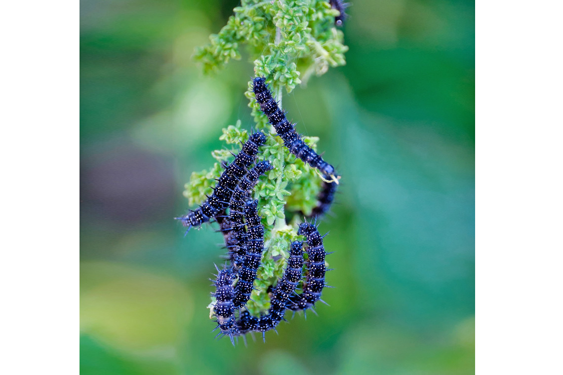 AktNatBeo-220809-kw-Raupen_von_Tagpfauenaugen_DSF5012-1140pix – Samerberger Nachrichten