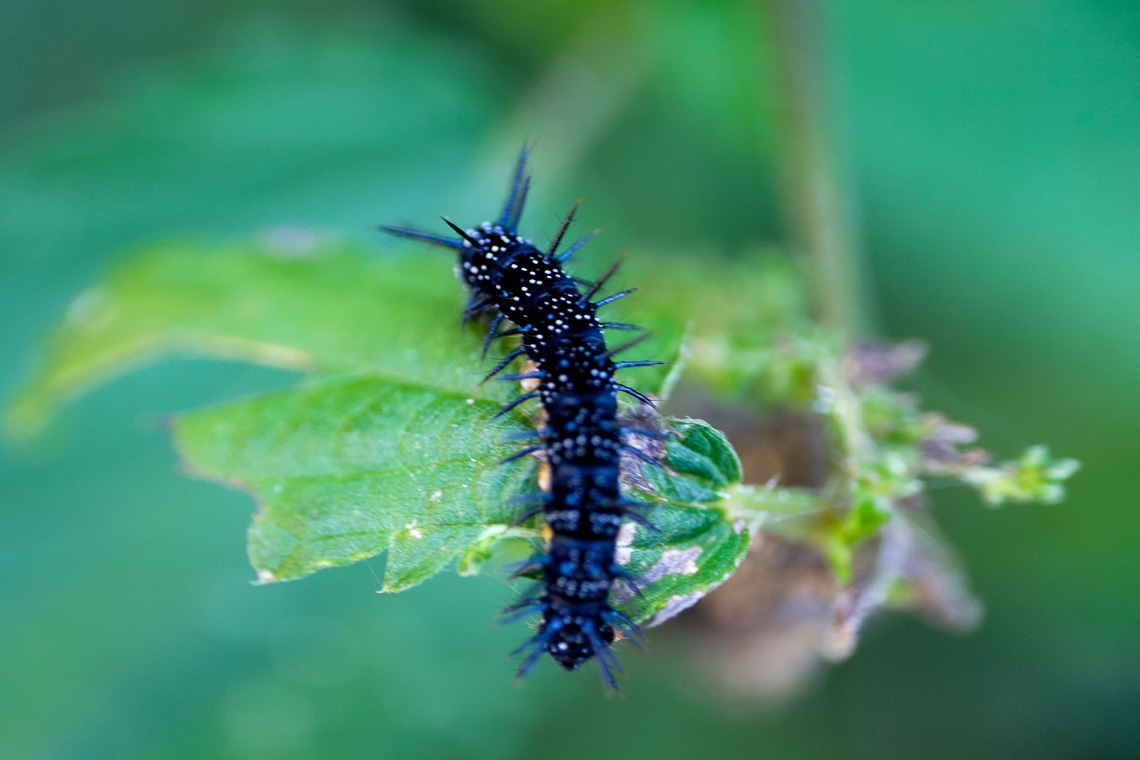AktNatBeo-220809-kw-Tagpfauenauge-Raupe_DSF5019-1140pix – Samerberger Nachrichten