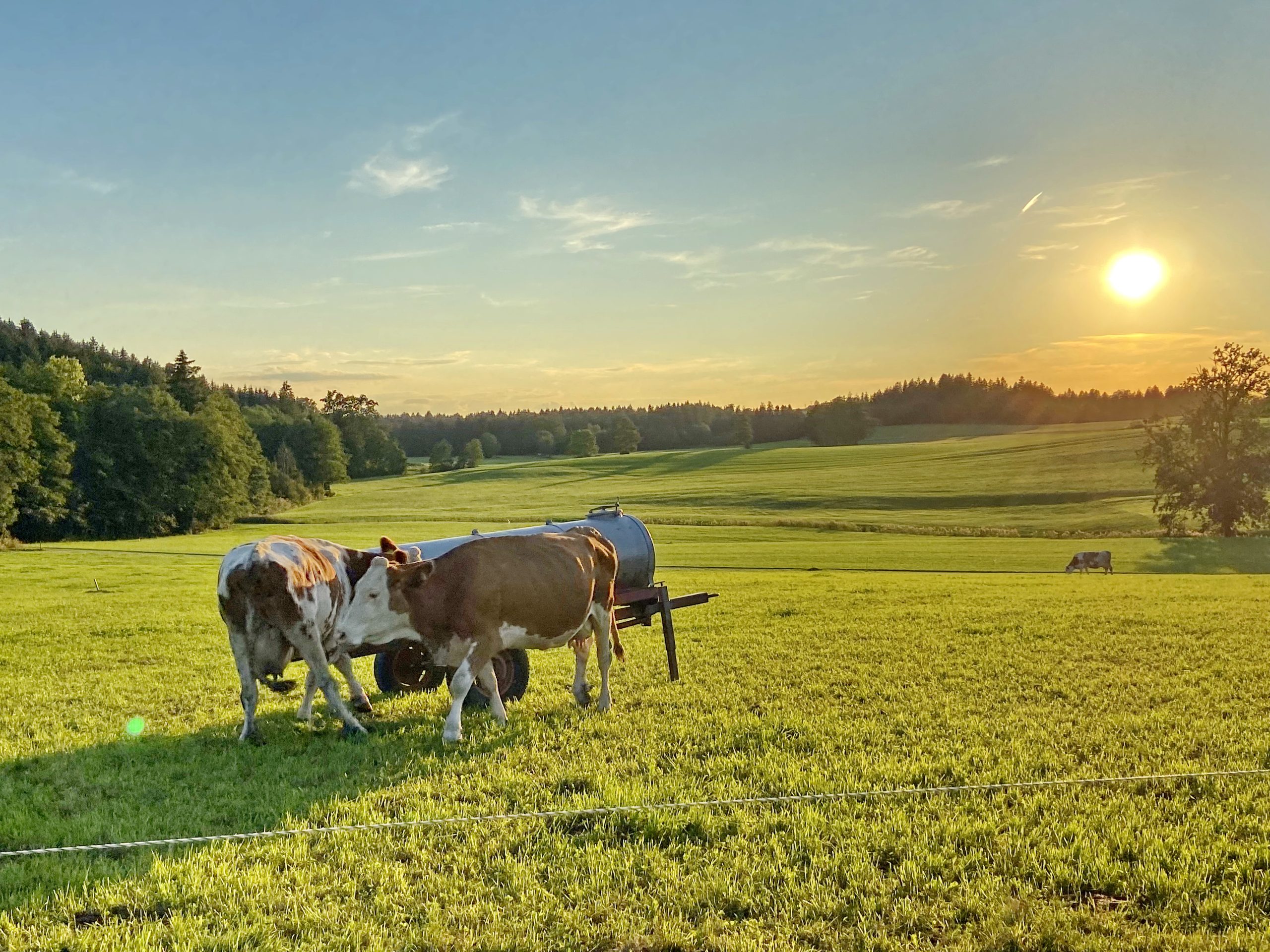 Bayern: Halbierung Tierbestand ist ein Irrweg – Samerberger Nachrichten