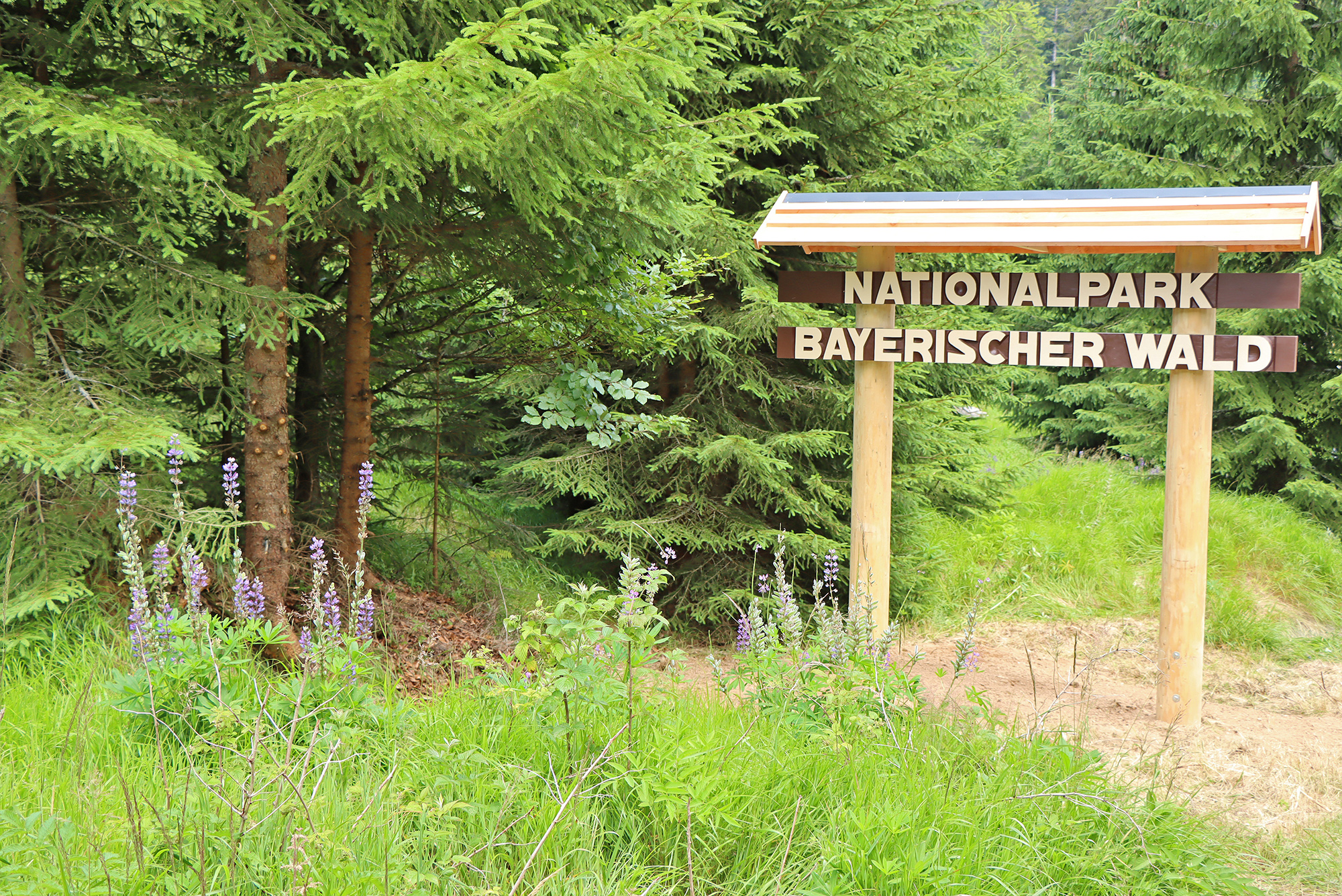 Finaler Schritt bei Erweiterung des Nationalparks Bayerischer Wald ...