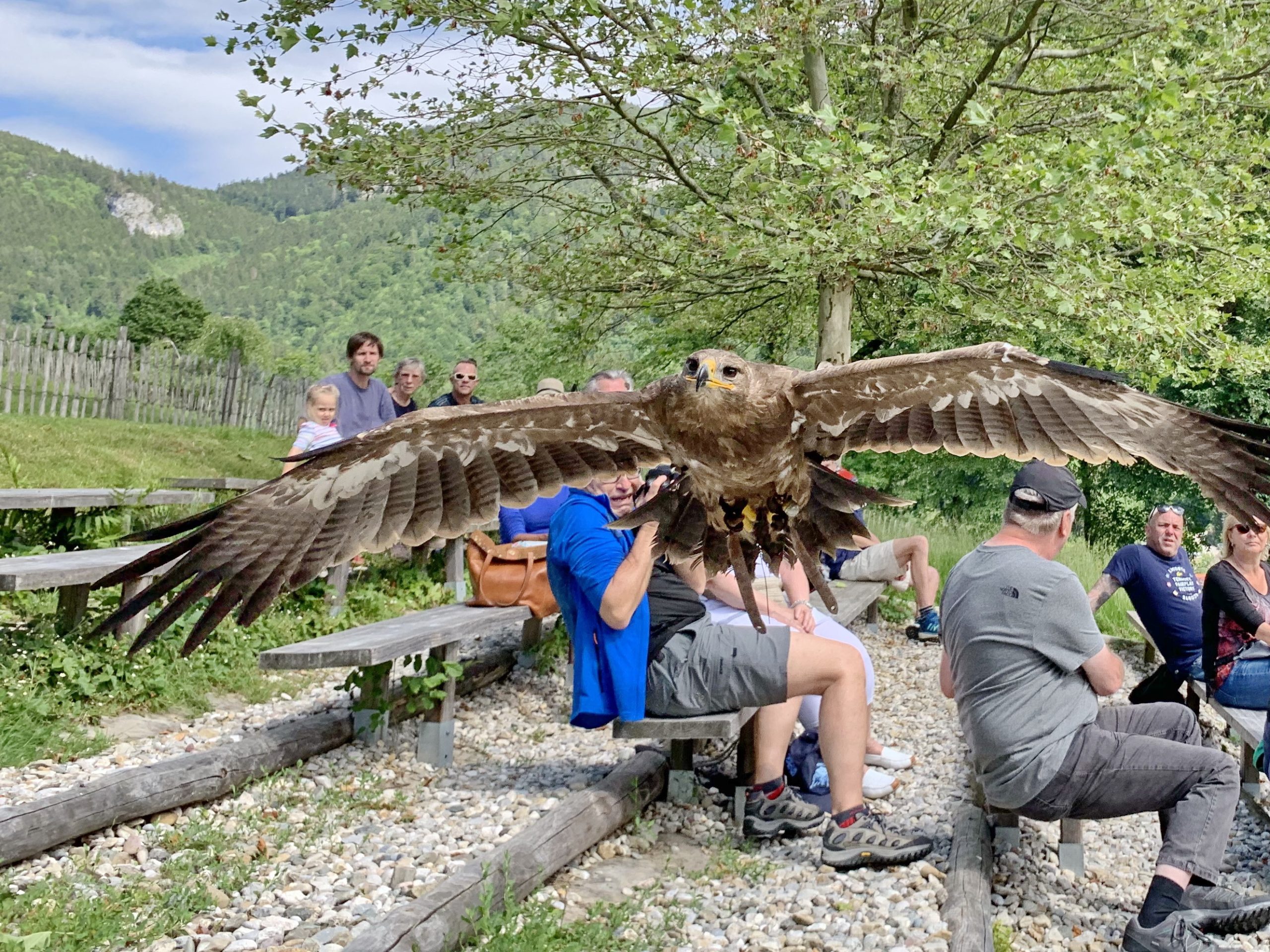 Aschau: Falknerei am Sonntag letzten Tag geöffnet – Samerberger Nachrichten