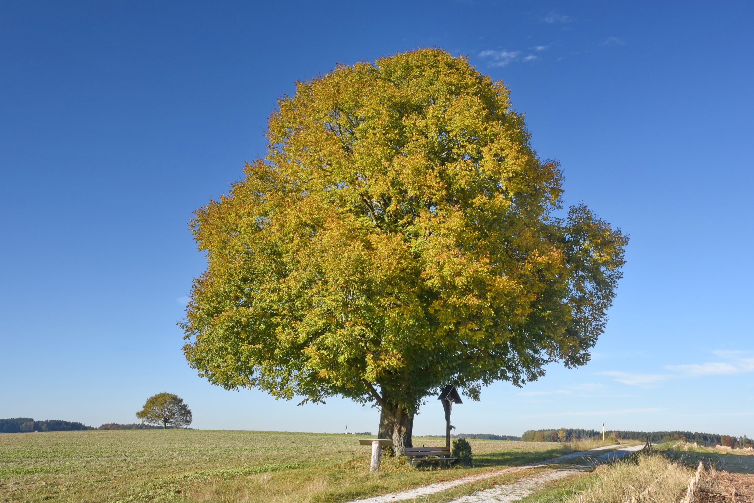 De Lindn, a Gsundheitsbaam – ein Gedicht – Samerberger Nachrichten