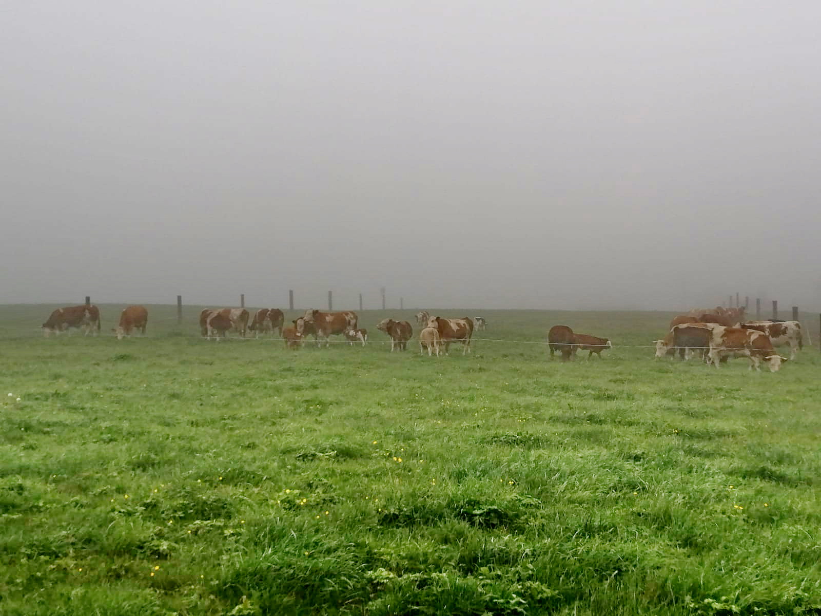 Herbst-Nebel hält Einzug – Samerberger Nachrichten