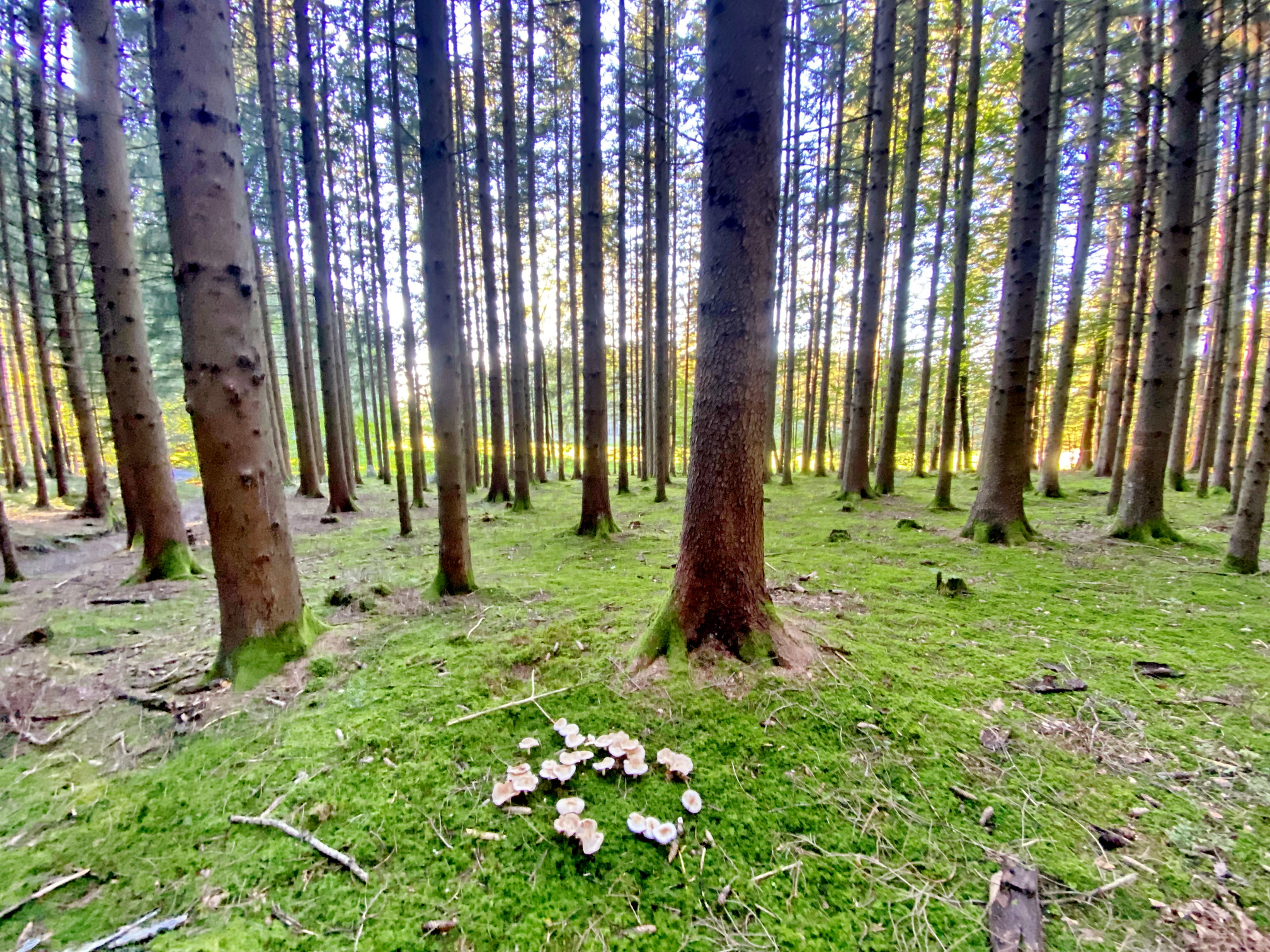 Bayerischer Rekord beim Naturschutz im Wald – Samerberger Nachrichten