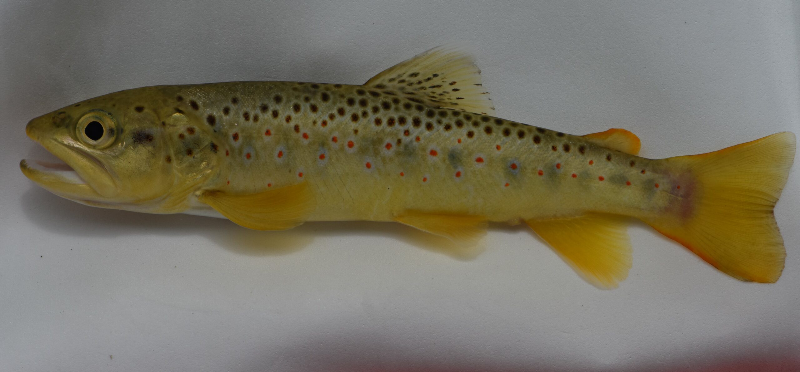 Am 2.Februar im Haus zur Wildnis: Über die Herkunft bayerischer ...