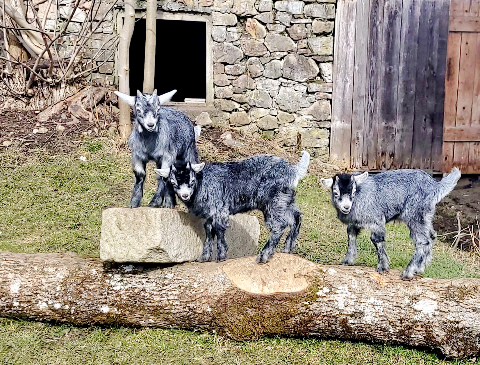 3 Exemplare der Rasse Blobe Goaß zu verkaufen – Samerberger Nachrichten