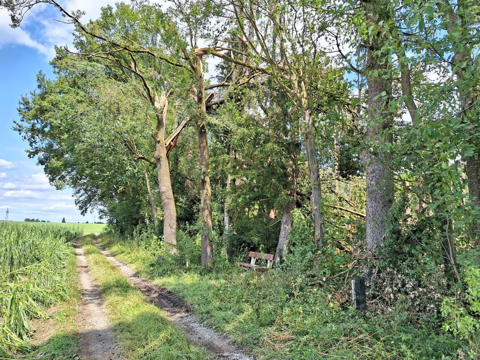 LKR Rosenheim: Wald-Schäden und Wald-Gefahren – Samerberger Nachrichten