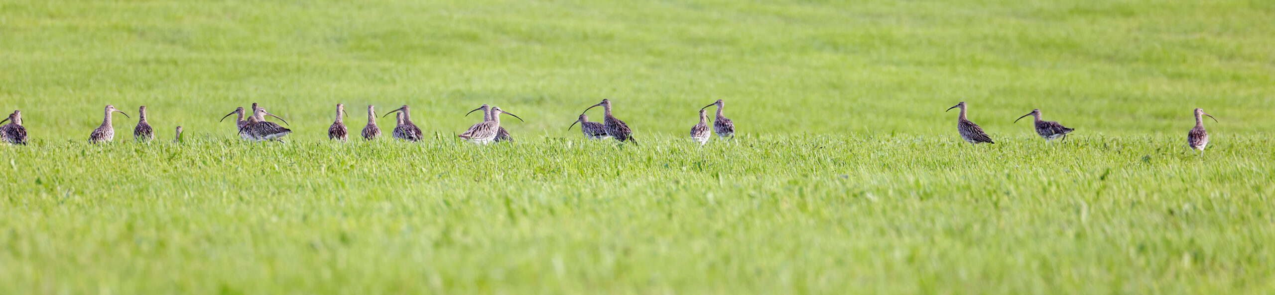 AktNatBeo-230812-hw-20 Grosser Brachvogel Seebrucker Wiesen 08.2023 ...