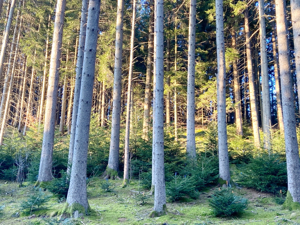 Waldbesitzer-Sorgen zum Bundeswaldgesetz – Samerberger Nachrichten