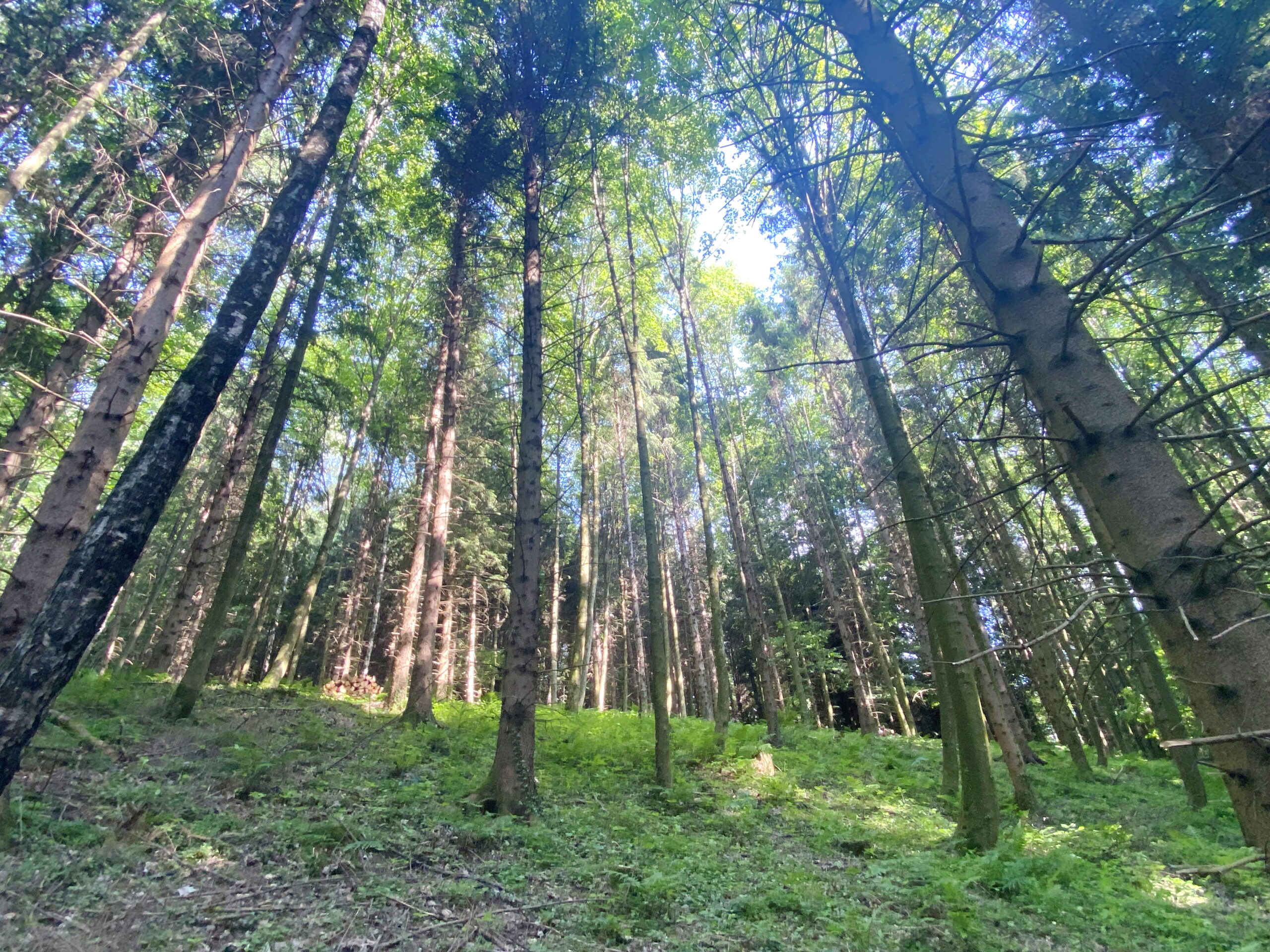 Wie kann man dem Wald aktiv helfen? – Samerberger Nachrichten
