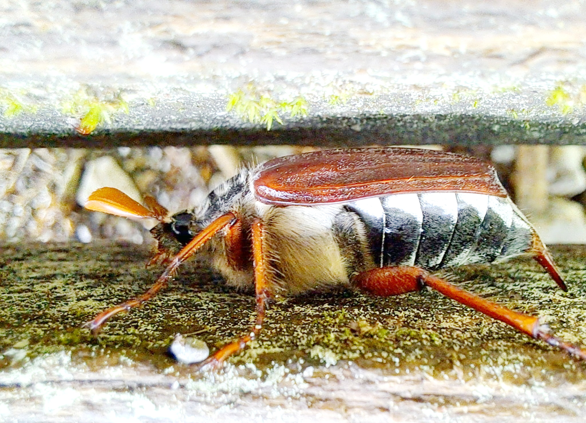 Erste Maikäfer schon im April – Samerberger Nachrichten