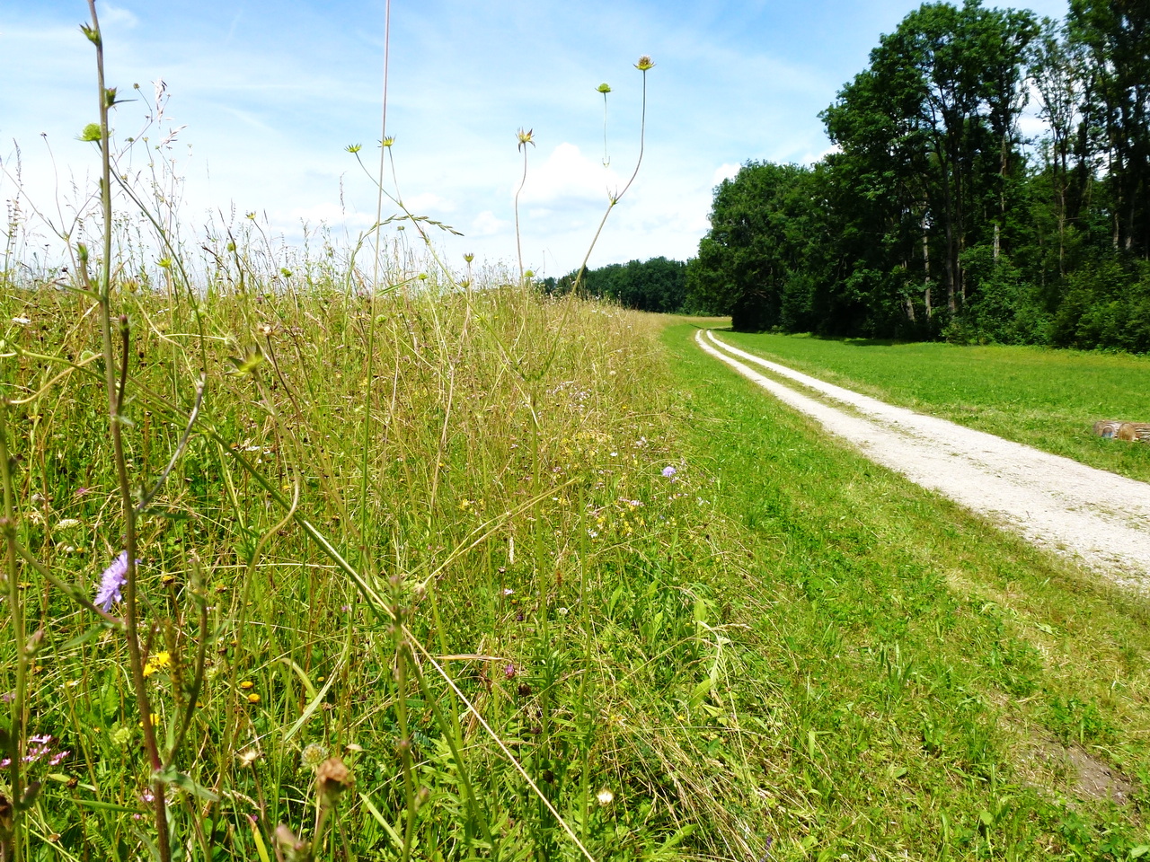 Blühparadies am Hochwasserschutz – Samerberger Nachrichten
