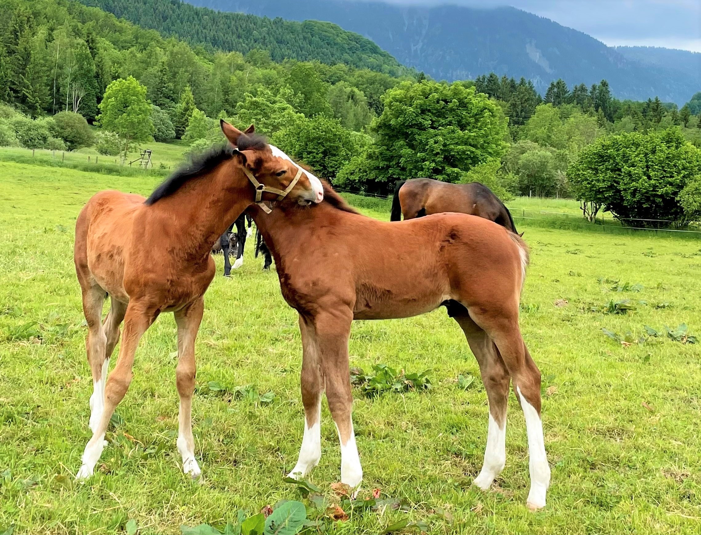 Bayerische Pferdehaltung und Pferdezucht – Samerberger Nachrichten
