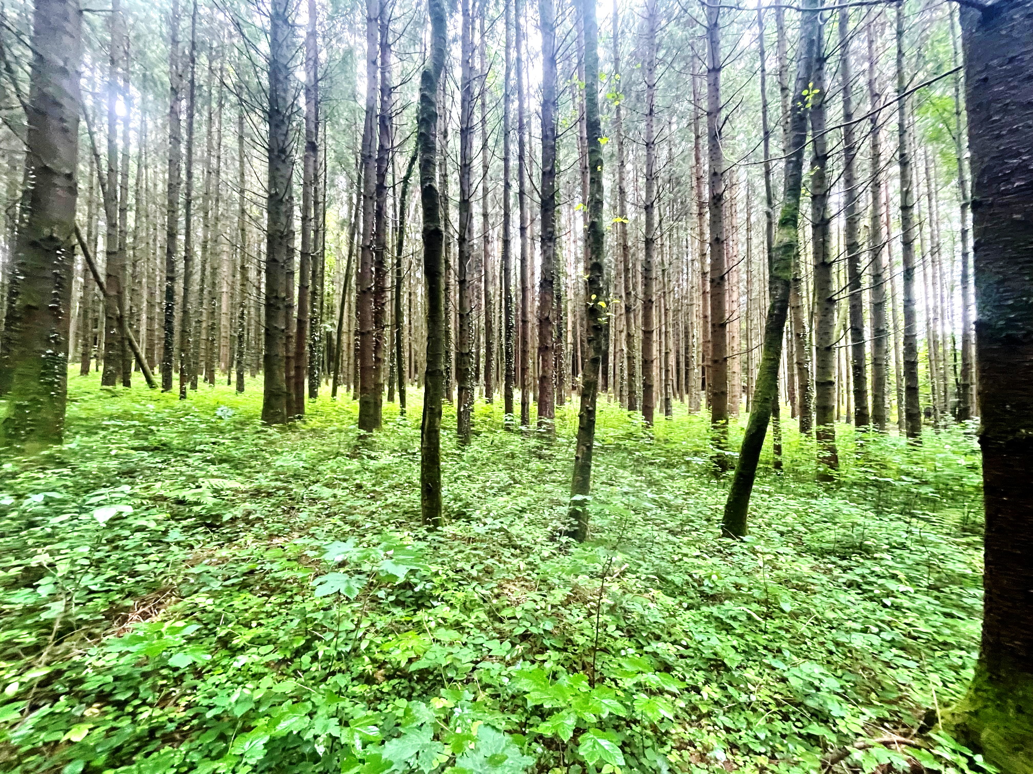 Forstwirtschaftsrat zu Wald-Entwicklungen – Samerberger Nachrichten