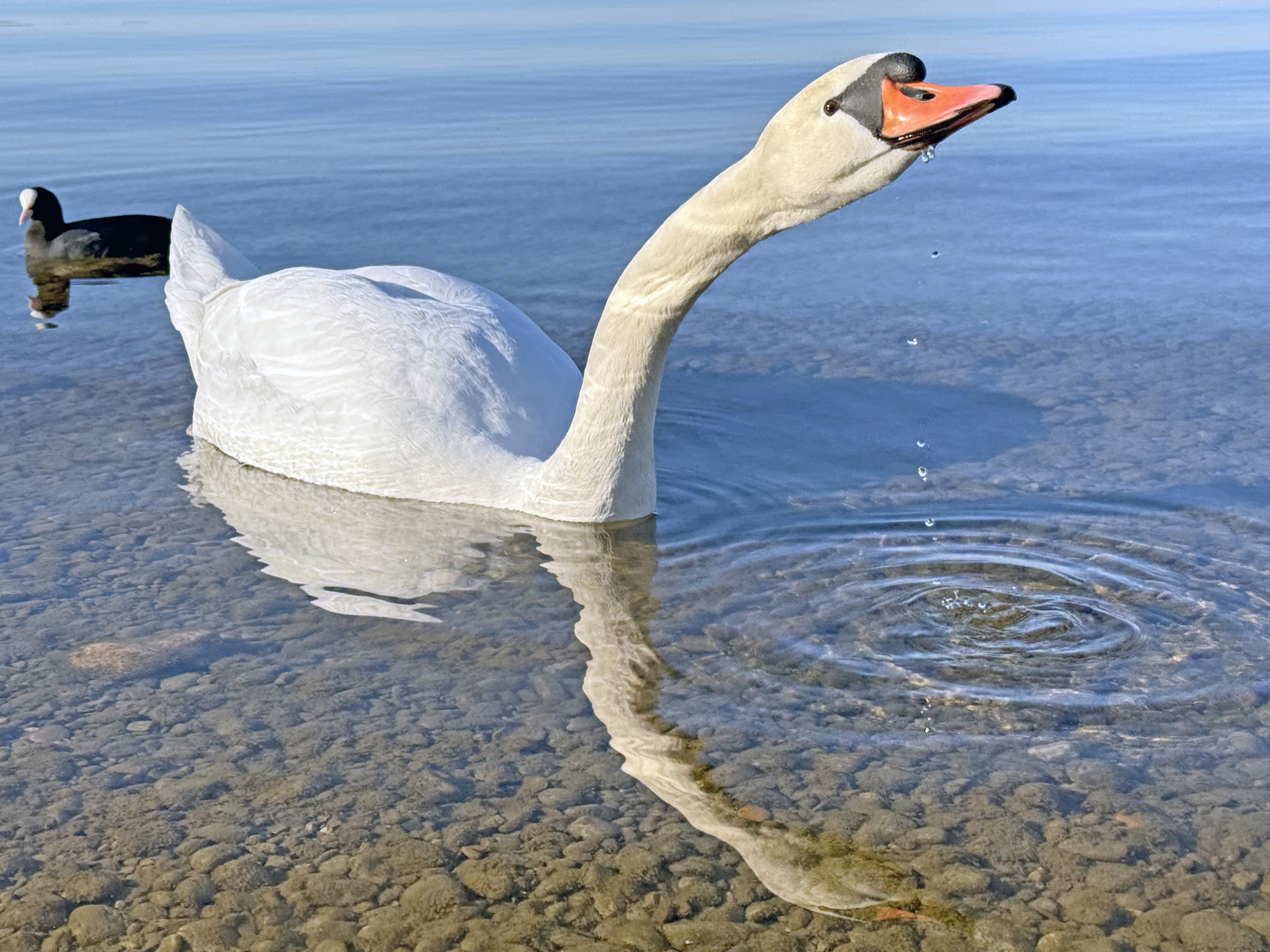 Mein liebster Schwan – Samerberger Nachrichten