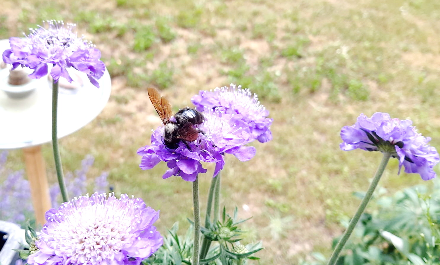 Die Holzbiene – eine echte Biene – Samerberger Nachrichten