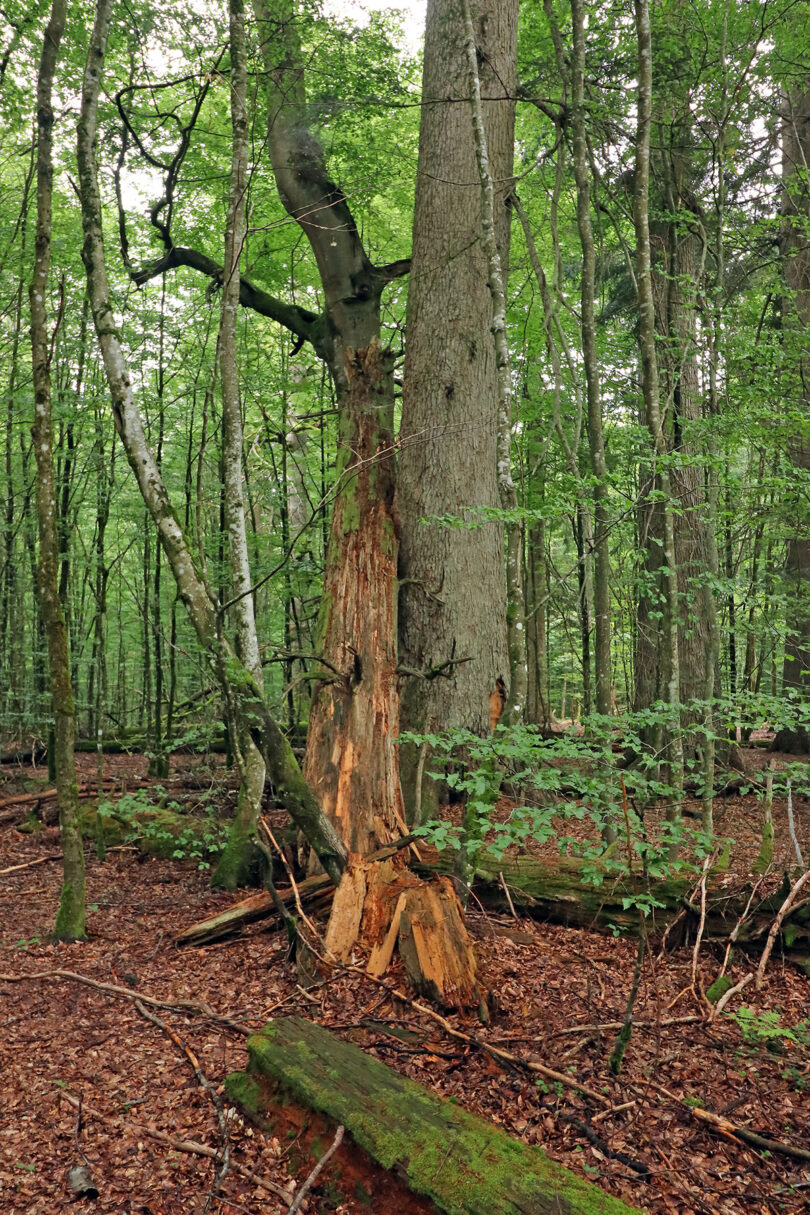 Inspiration Wald – Samerberger Nachrichten