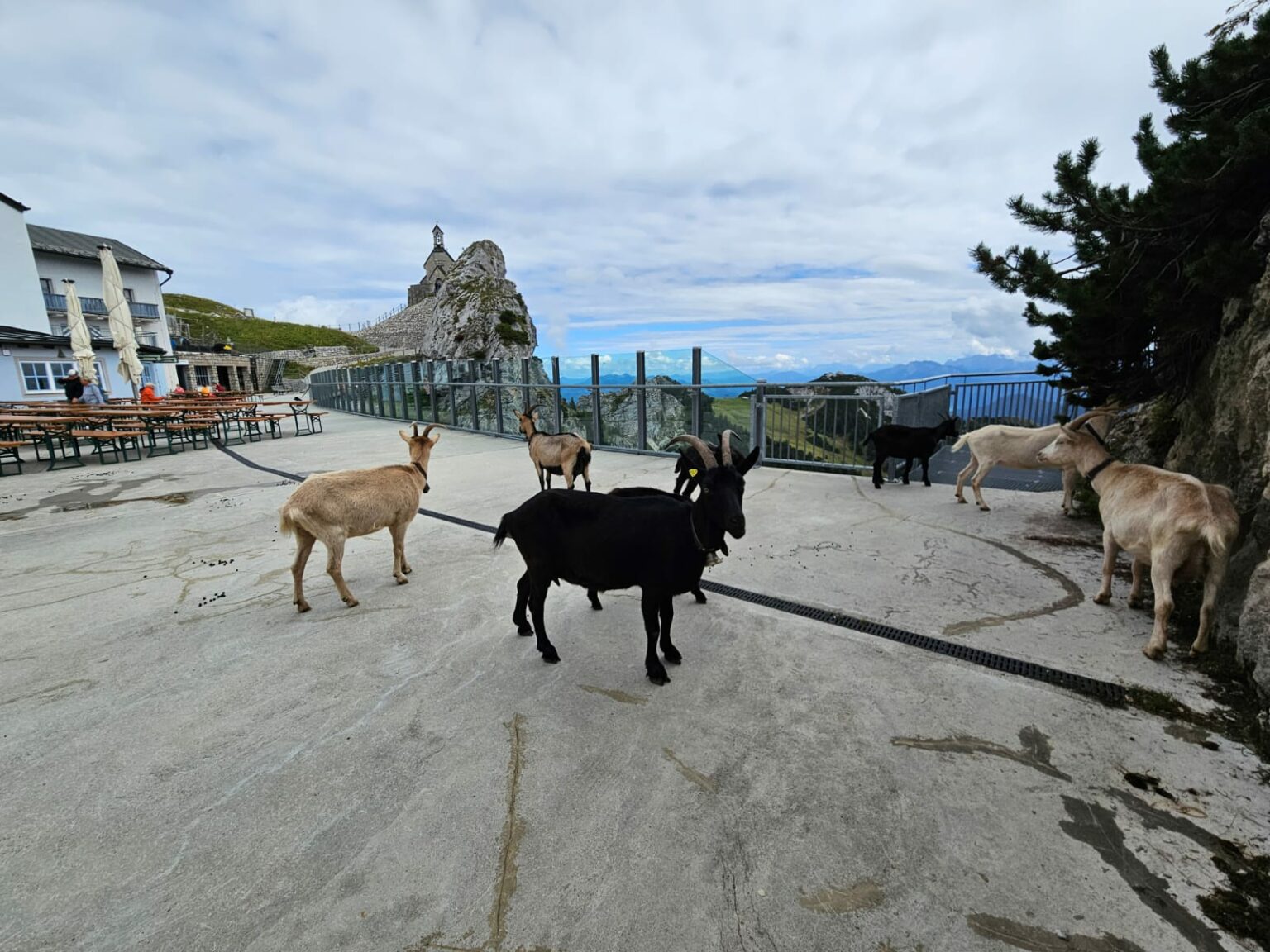 Bergziegen-Ausflug am Wendelstein – Samerberger Nachrichten