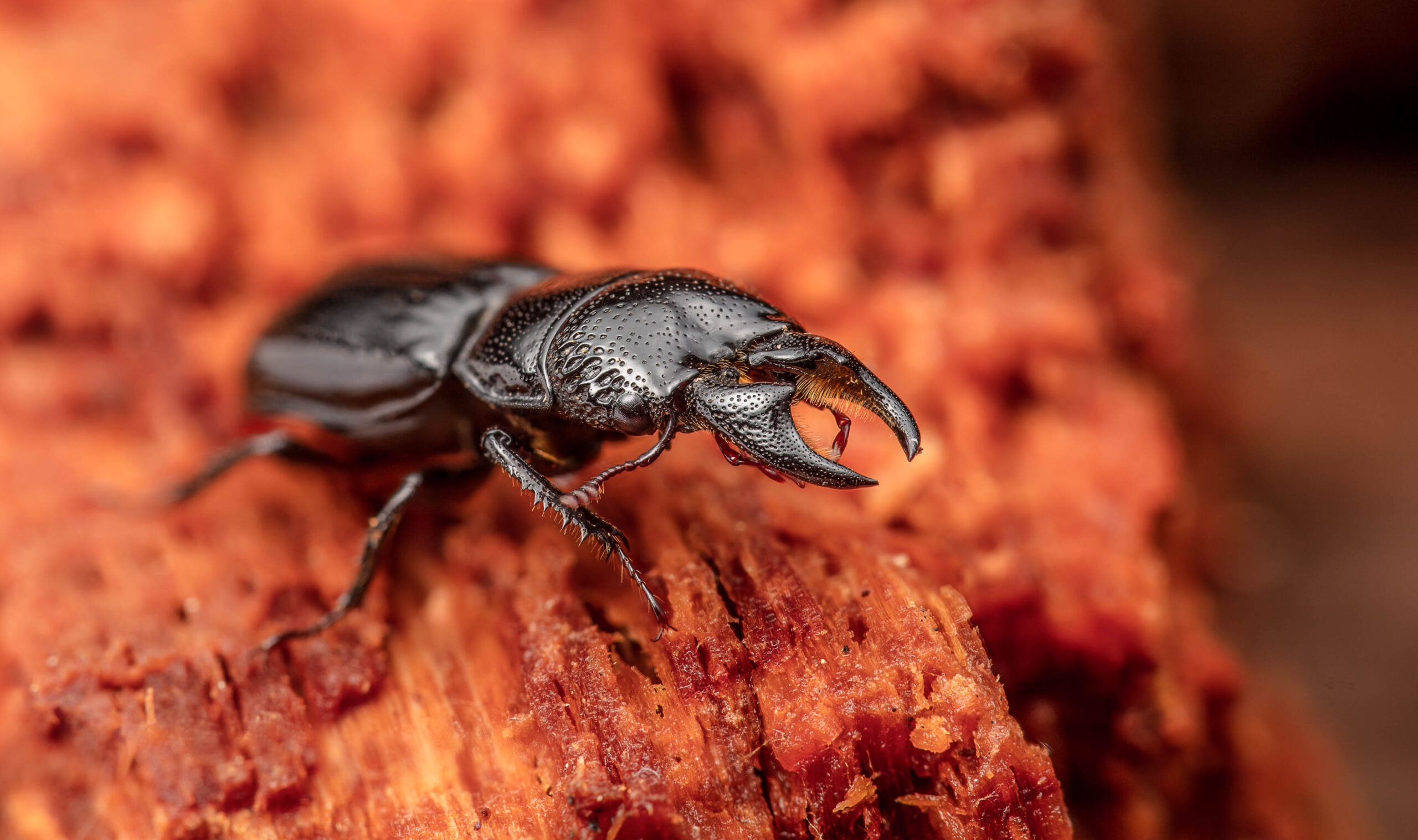 Beetle Trees – Totholz und alte Bäume für seltene Käferarten ...