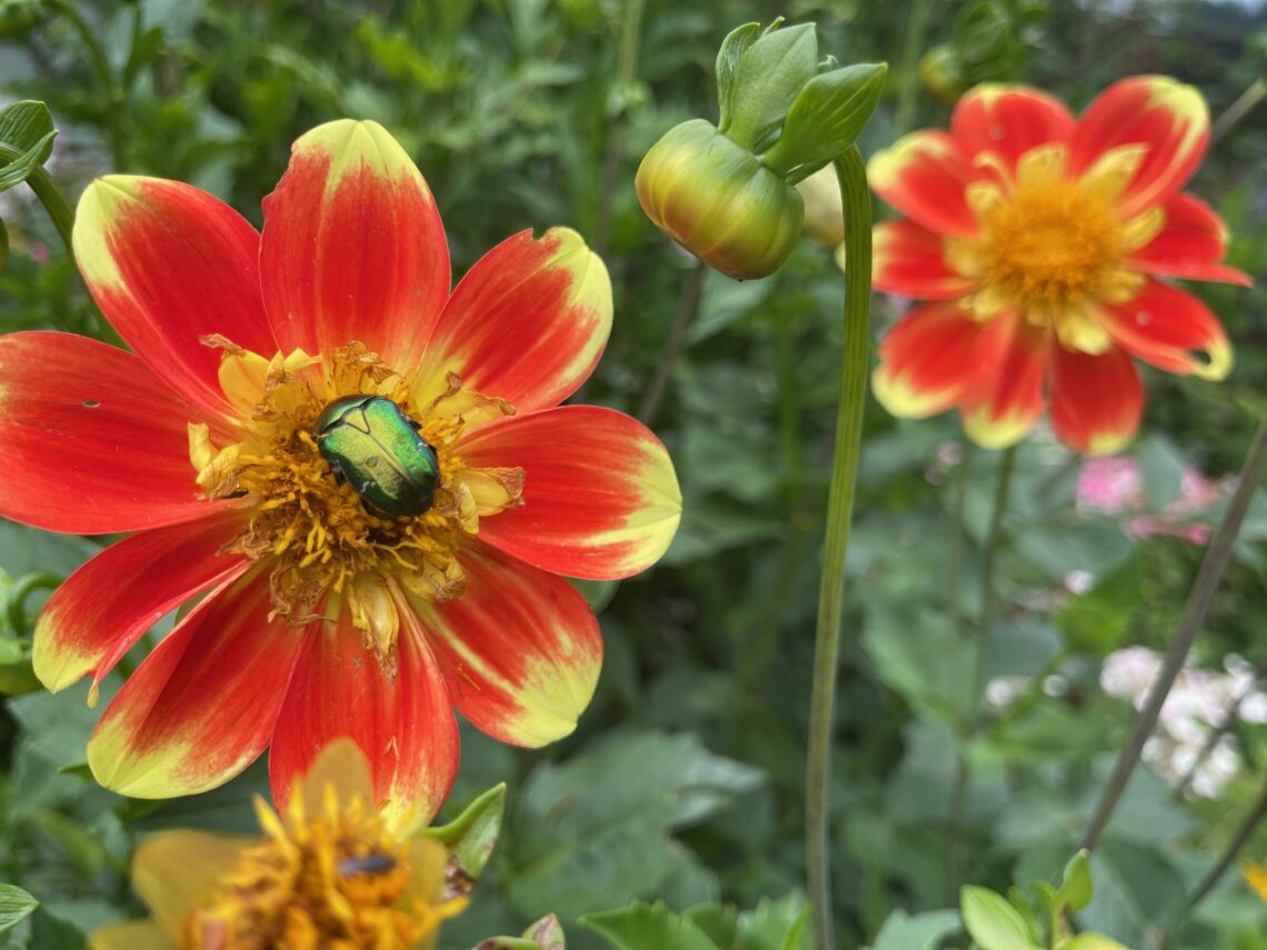 Einladung zum Obst- und Gartenbauverein – Samerberger Nachrichten